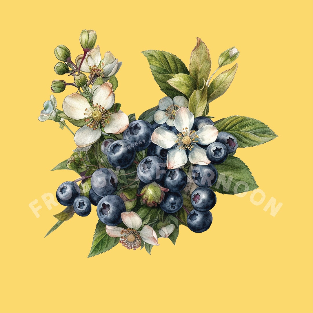 Transparent Vintage Blueberry PNG / Old-fashioned Blueberries Art for ...