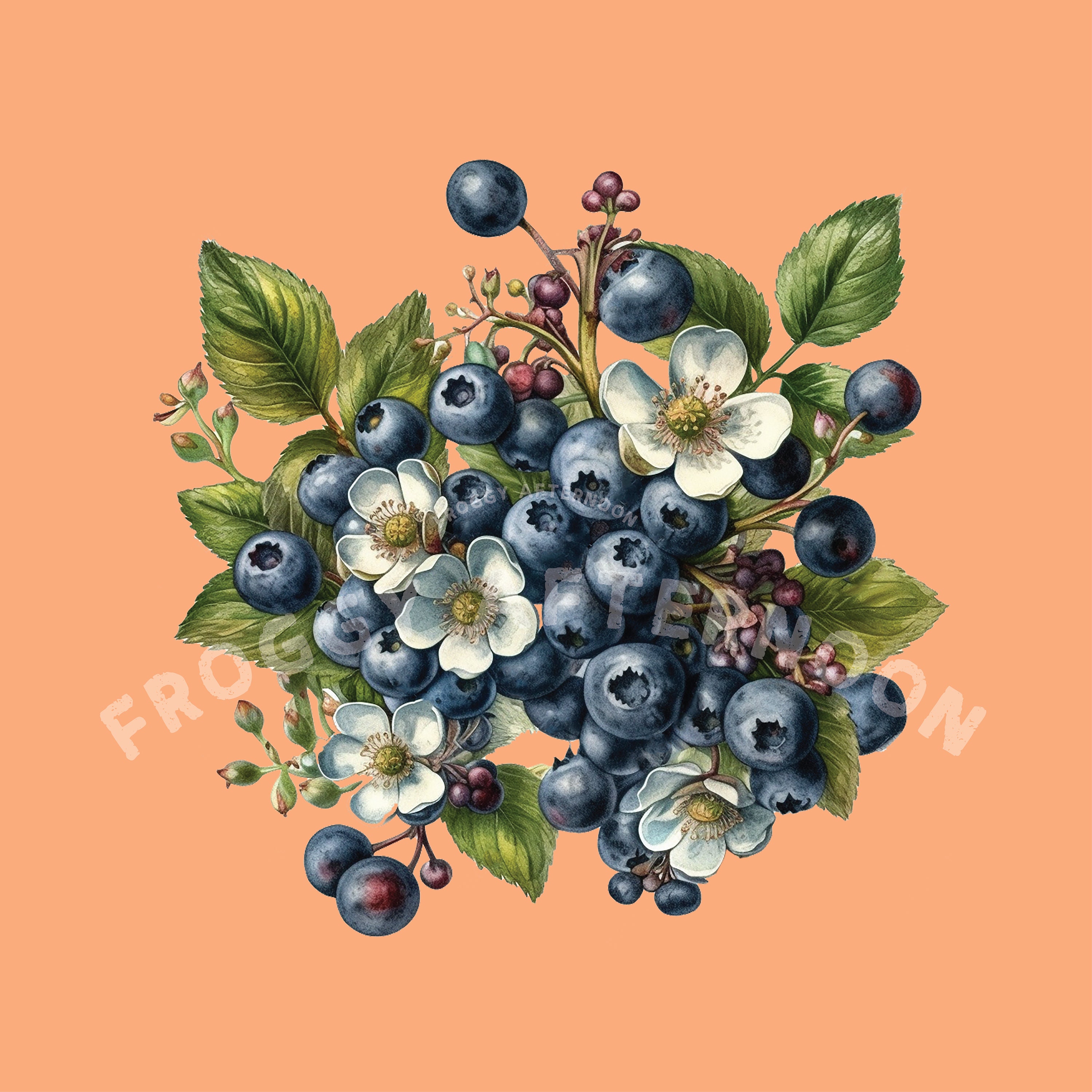 Transparent Vintage Blueberry PNG / Old-fashioned Blueberries Art for ...