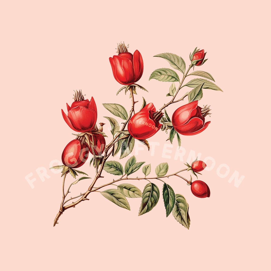 Transparent Vintage Rose Hip PNG / Old-fashioned Rosehip Art for Cards ...
