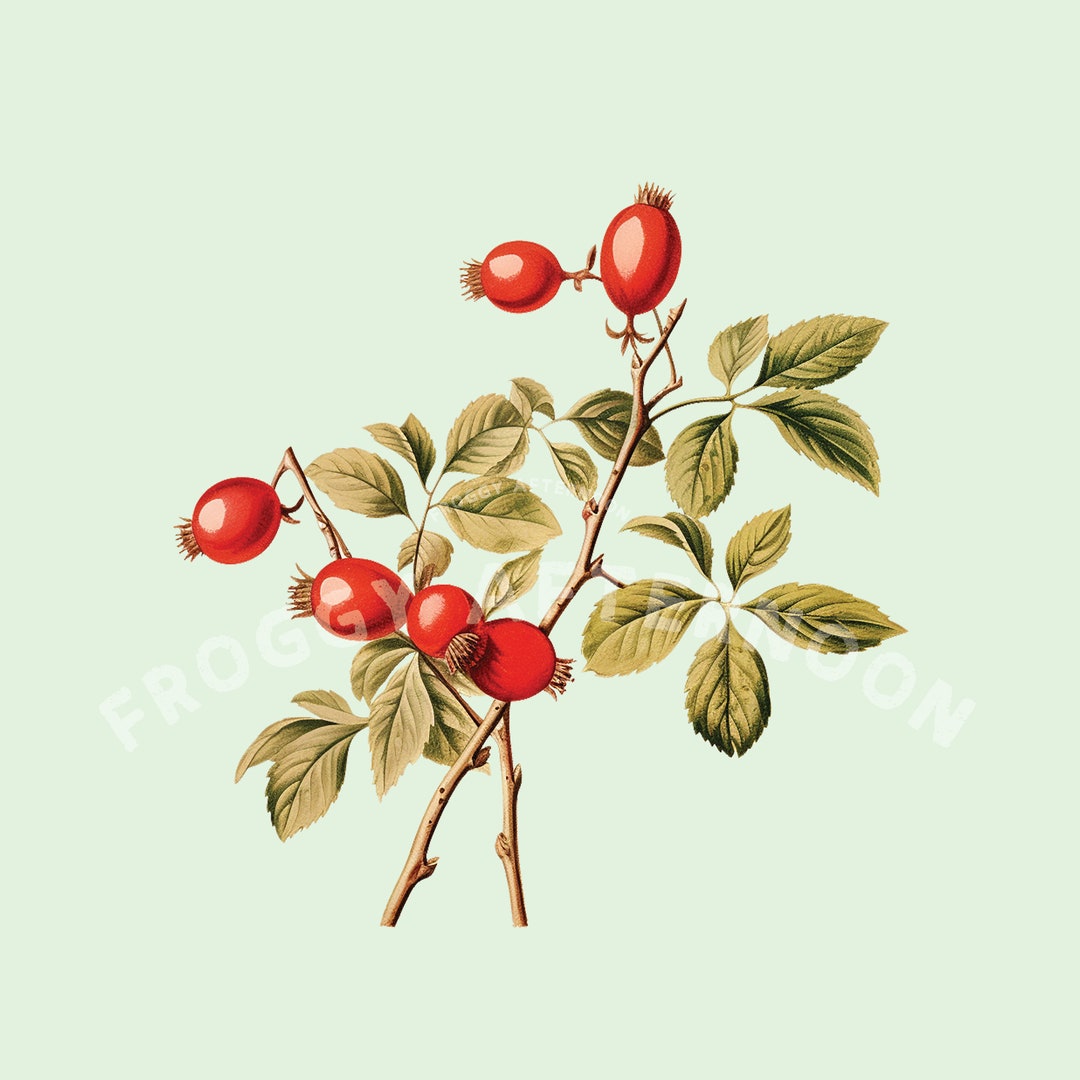 Transparent Vintage Rose Hip PNG / Old-fashioned Rosehip Art for Cards ...