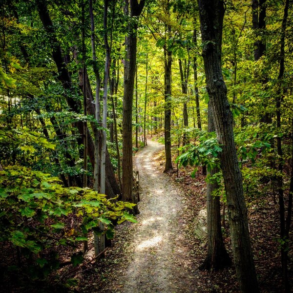 Forest Home Decor - Etsy