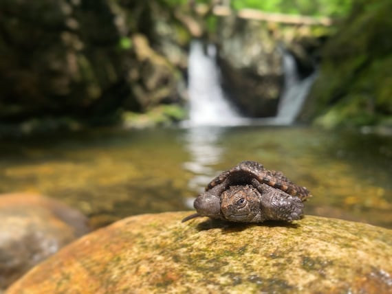 Waterfall Turtle | Etsy