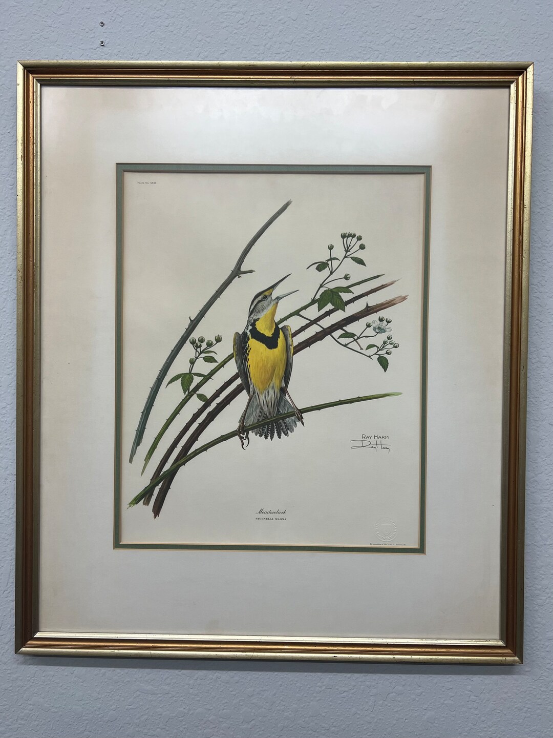 Vintage Ray Harm meadow Lark Bird Print Limited Edition - Etsy