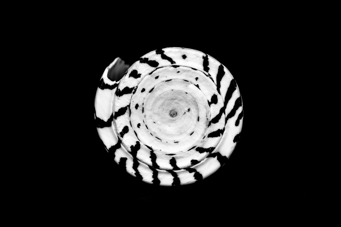 Shell Photography - Wall Art - Fine Art Photography- Print- Poster - Etsy