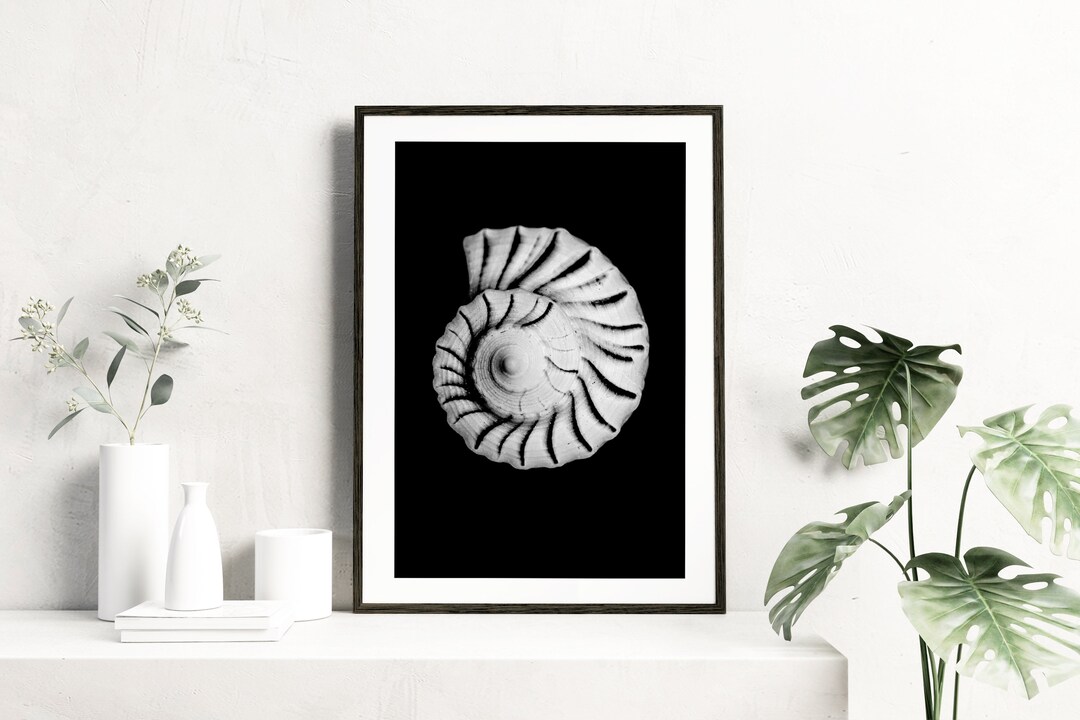 Shell Photography Wall Art Fine Art Photography Print Poster - Etsy