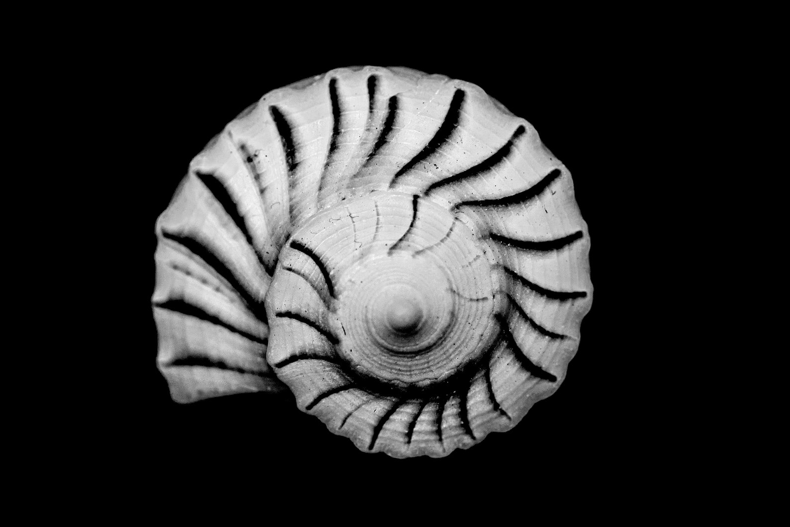 Shell Photography Wall Art Fine Art Photography Print Poster - Etsy UK