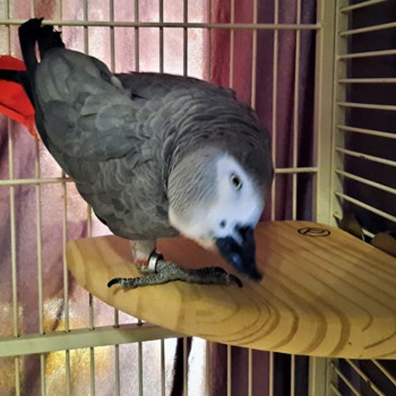 Medium Bird Perch Stand - Etsy