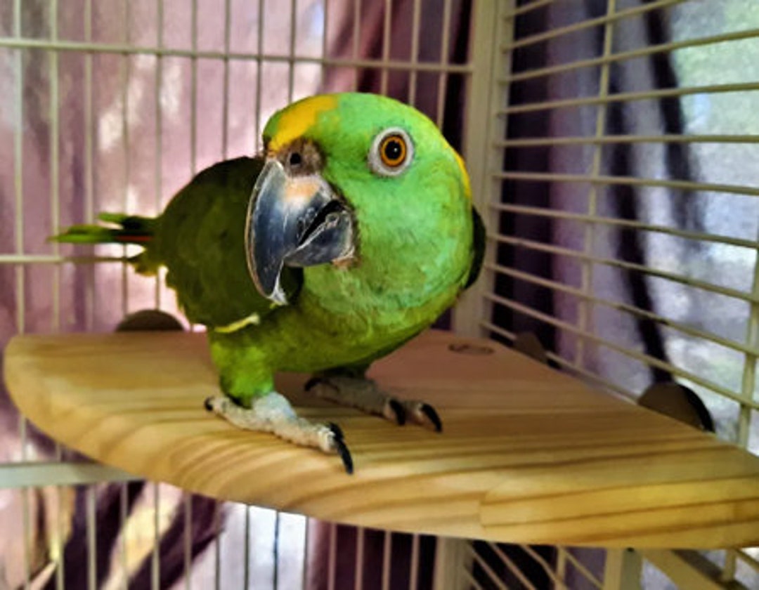 Large Corner Perch, 11 1/2 X 11 1/2 Large Flat Perch for Dove, African ...