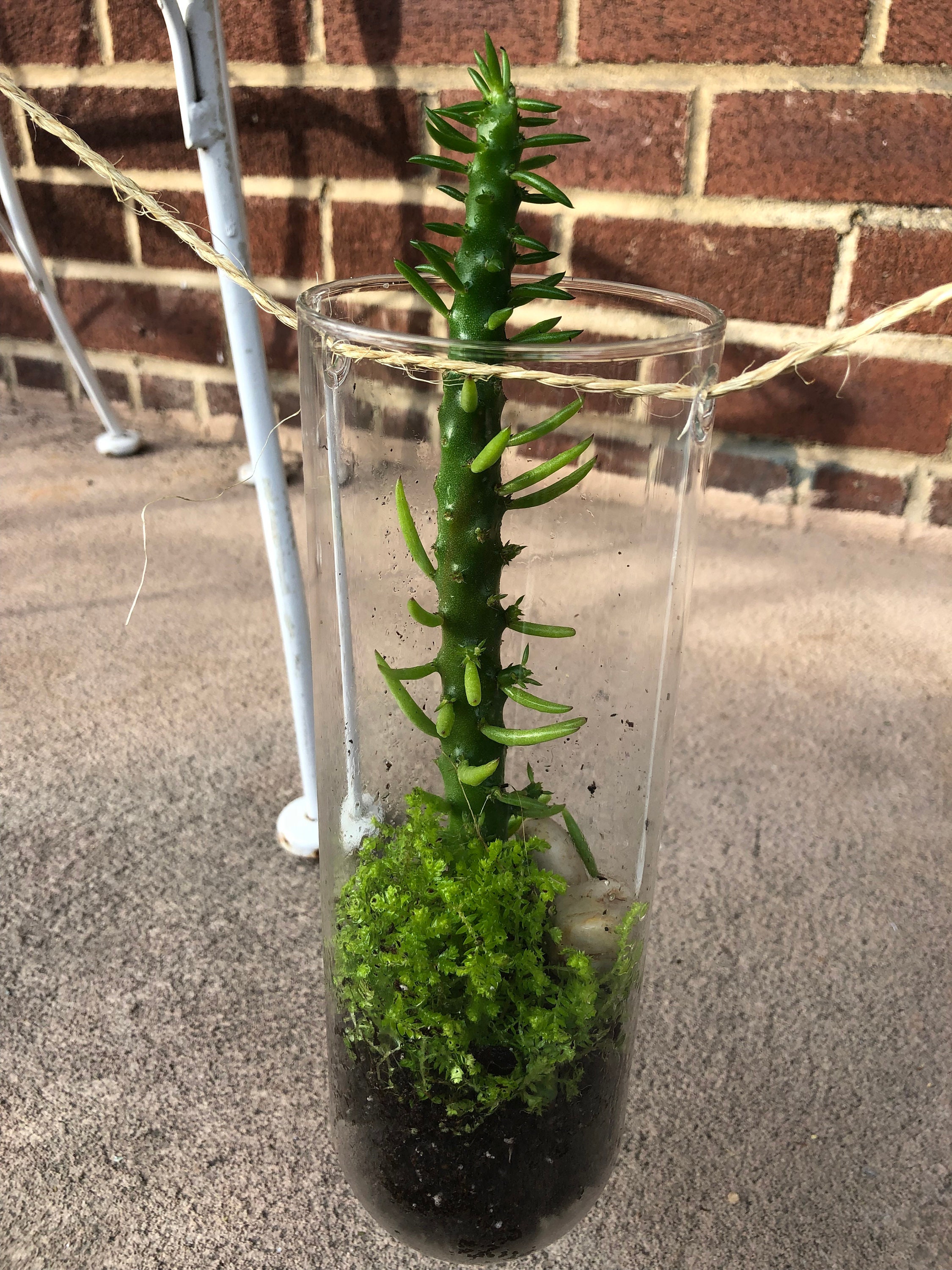 Decorative Wall Hanging Glass Planter Plant Terrarium Glass Vase - Etsy