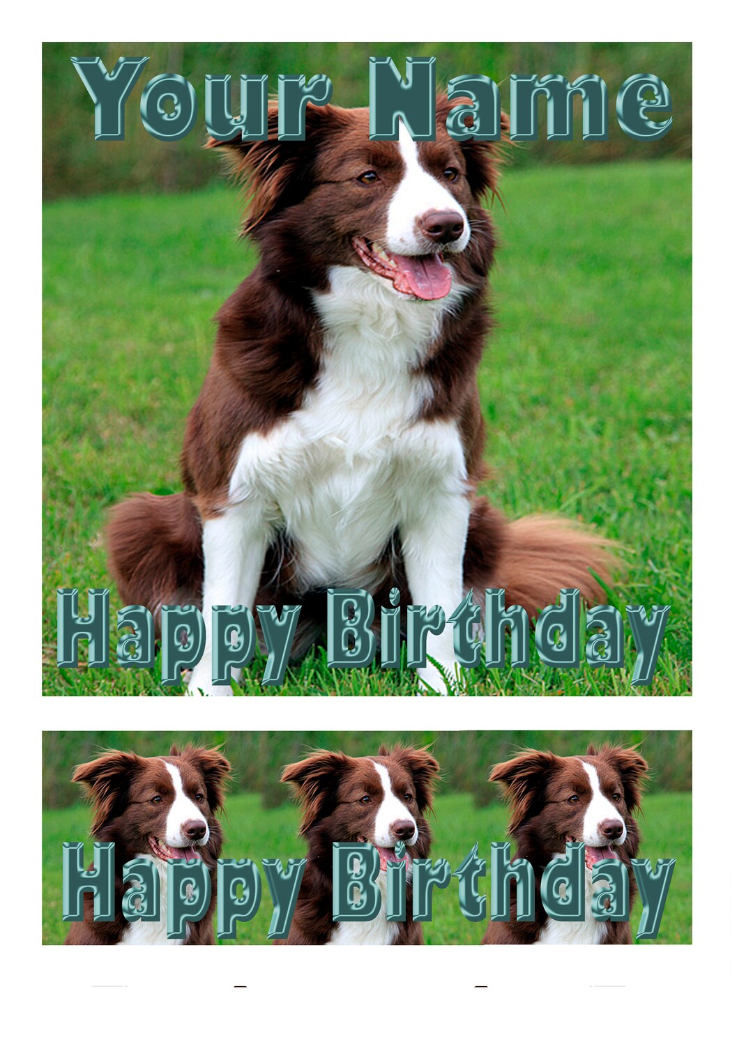 Border Collie Dog Birthday Personalised Edible Square Cake - Etsy