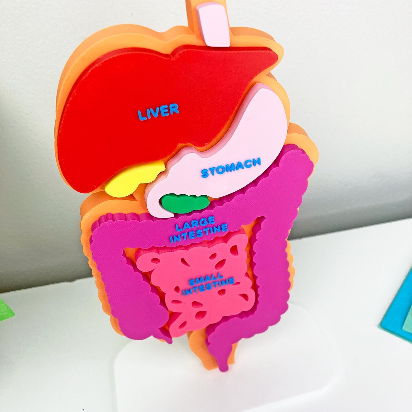 Digestive System Puzzle Model – Hands-on Learning Puzzle and Display ...