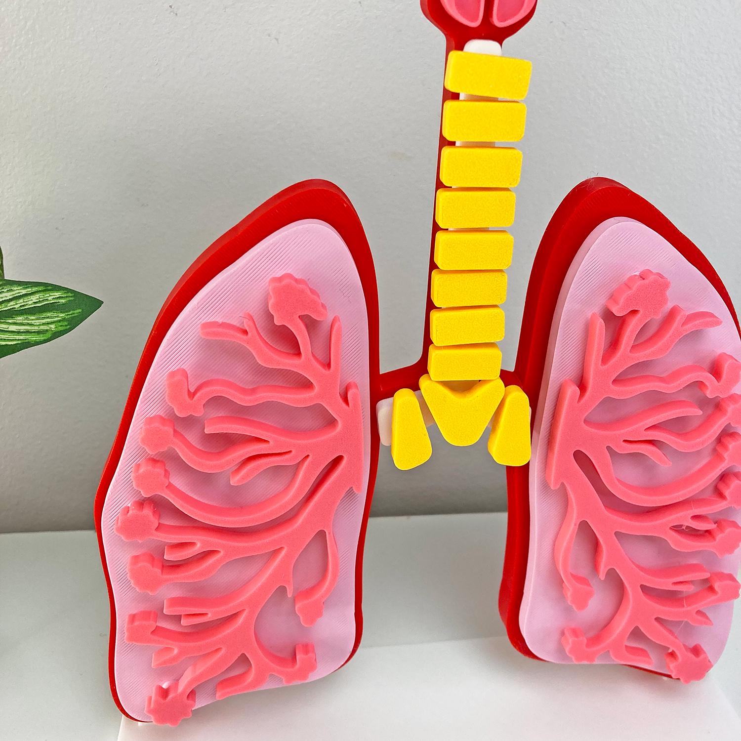 Lung Anatomy Puzzle Model – Hands-on Learning Meets Display -STEM for ...