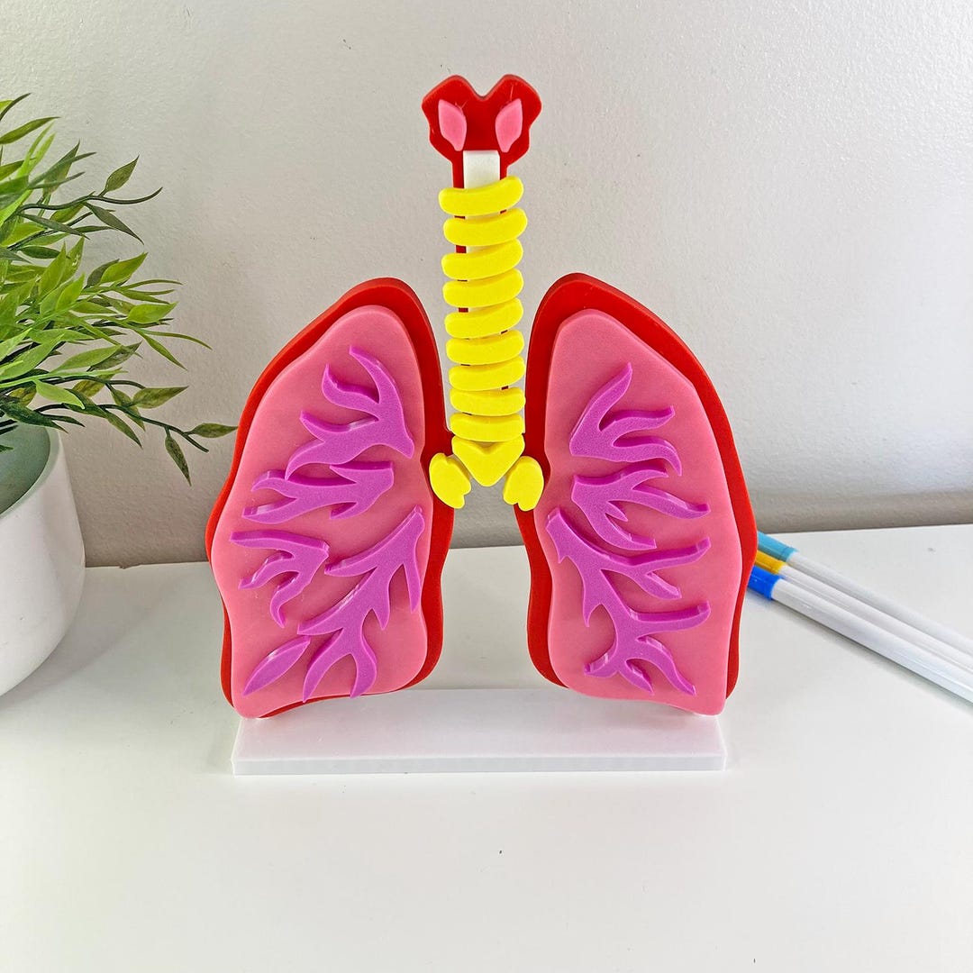 Lung Anatomy Puzzle Model – Hands-on Learning Meets Display -STEM for ...