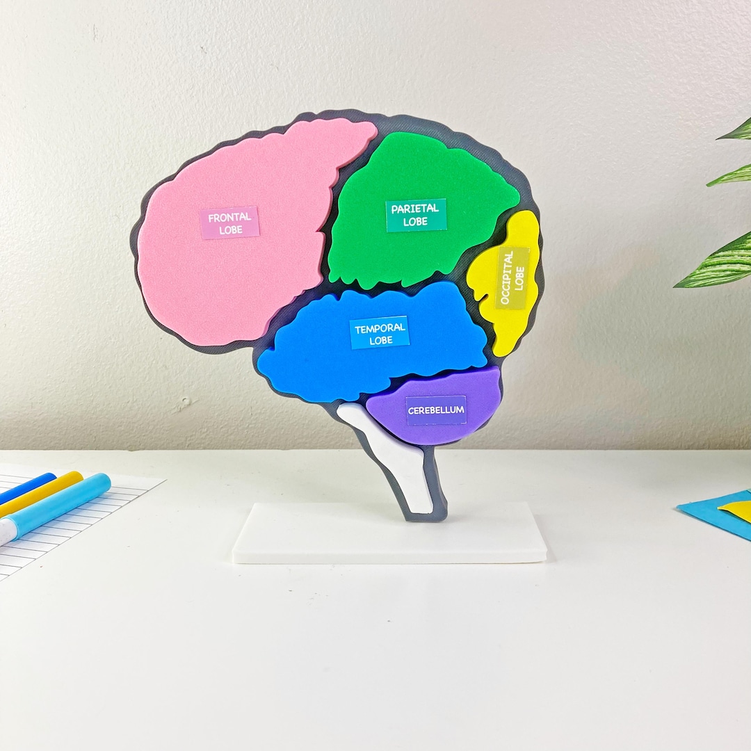 Brain Anatomy Model – Hands-on Learning Puzzle and Display - STEM for ...