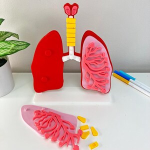 Lung Anatomy Puzzle Model – Hands-on Learning Meets Display -STEM for ...