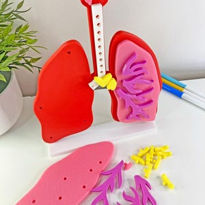 Lung Anatomy Puzzle Model – Hands-on Learning Meets Display -STEM for ...