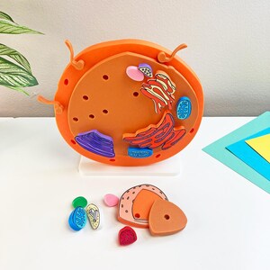 Animal Cell Puzzle Model – Hands-on Learning & Display - STEM for Kids ...
