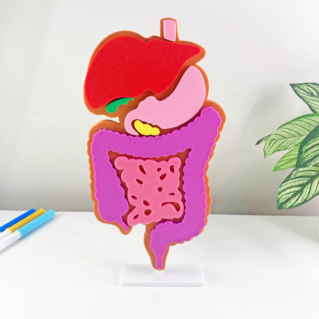 Digestive System Puzzle Model – Hands-on Learning Puzzle and Display ...