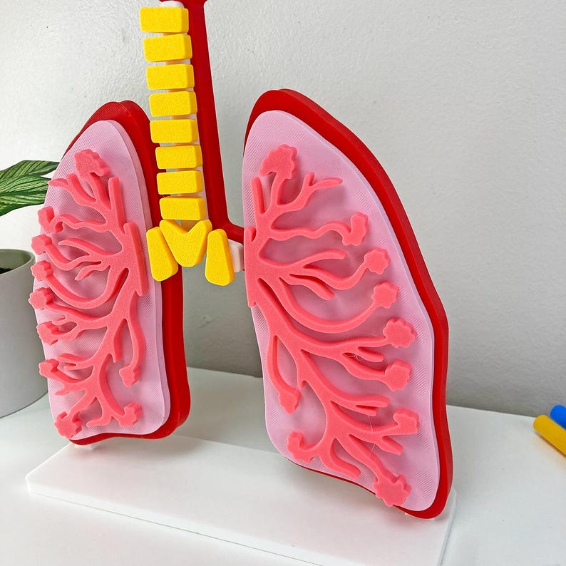 Lung Anatomy Puzzle Model – Hands-on Learning Meets Display -STEM for ...