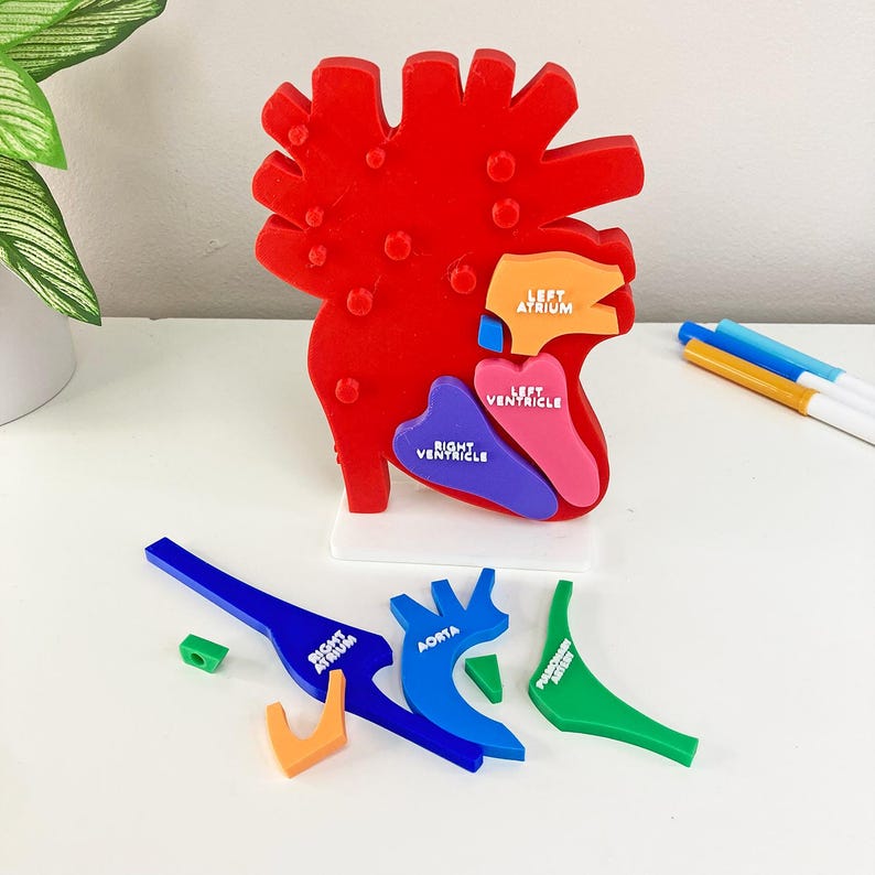 Heart Anatomy Puzzel Model – Hands-on Learning & Display - STEM for ...