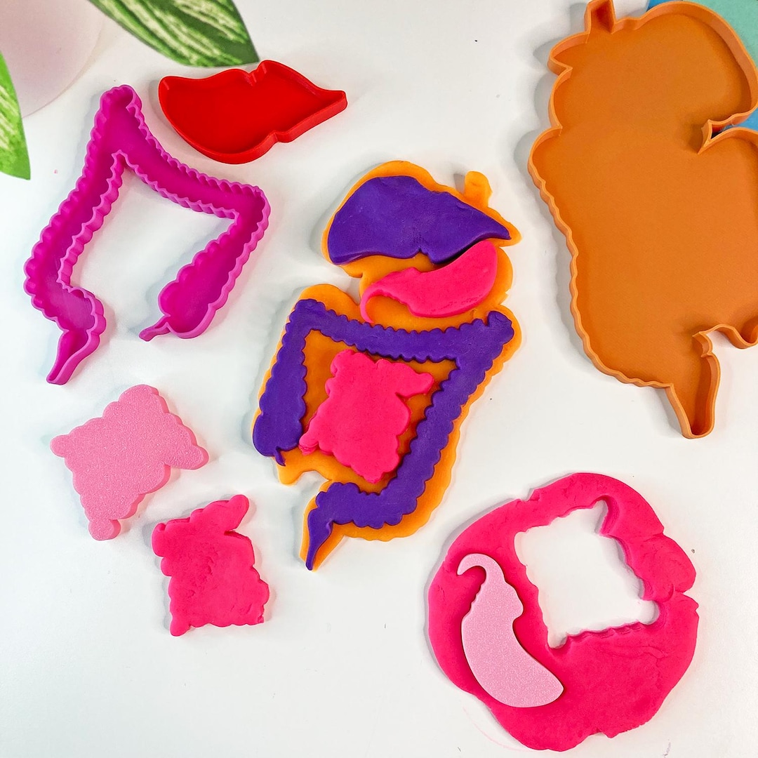 Digestive System Play Dough Stencil Kit – Sculpt, Learn & Explore - Etsy
