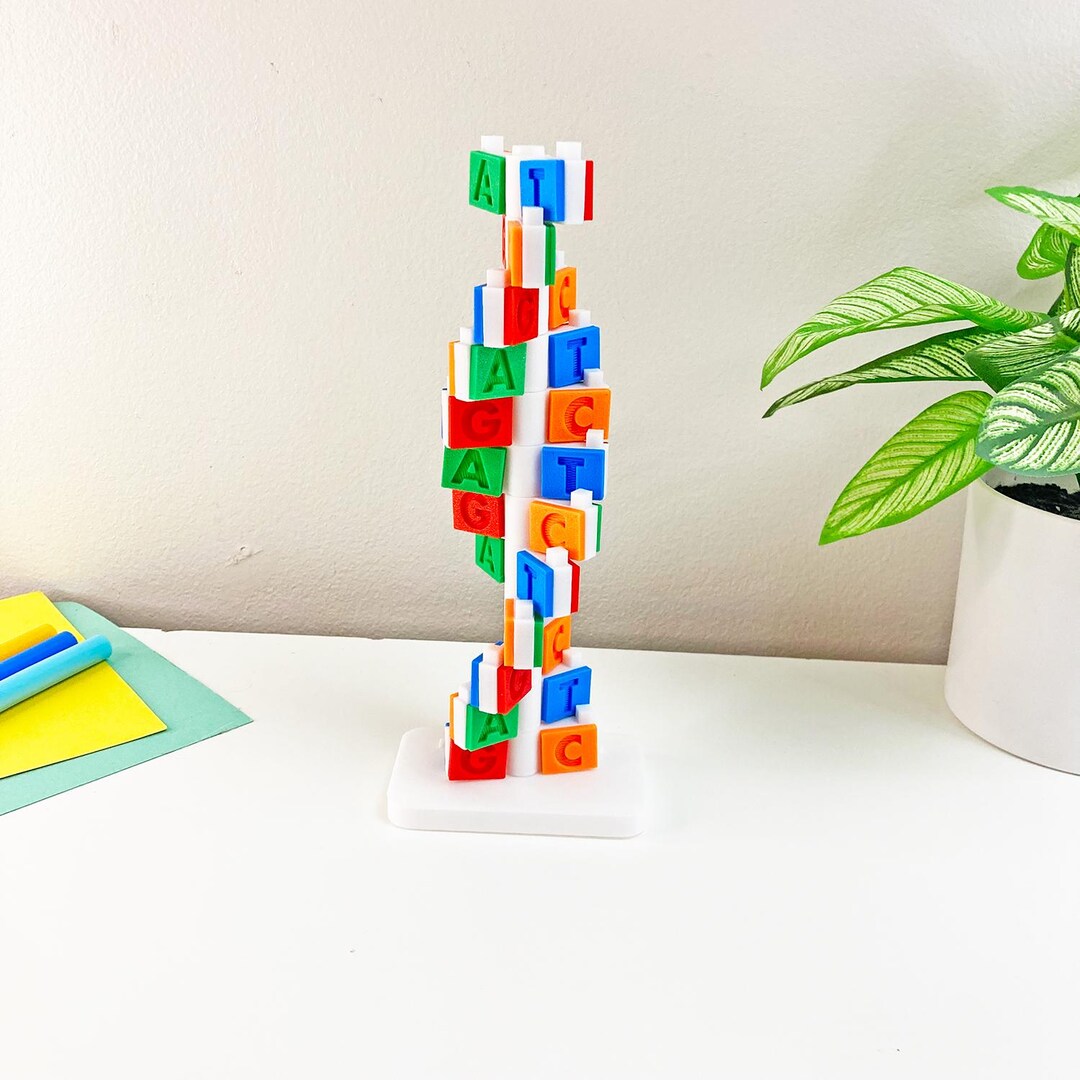 Stand-up DNA Model – Interactive Learning Display– Hands-on Science ...