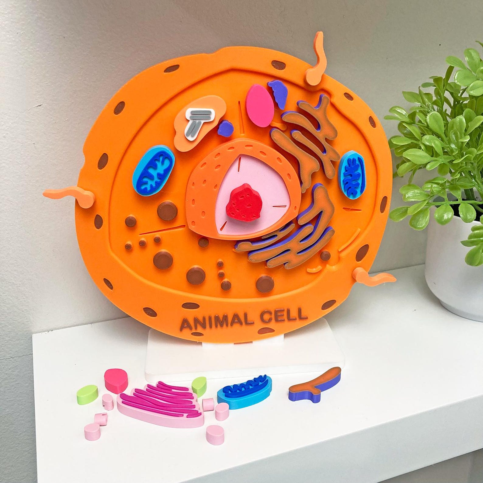 Animal Cell Puzzle Model – Hands-on Learning & Display - STEM for Kids ...