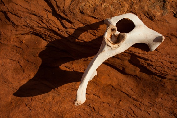 Bones in the Desert Landscape Photography Photographic - Etsy