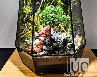 The Vulcan-x, Stain Glass Terrarium, International Exclusive by ...