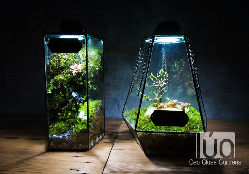 VAUBAN Castle - Stain Glass Terrarium, Ready to Fly (only Box, Plants ...