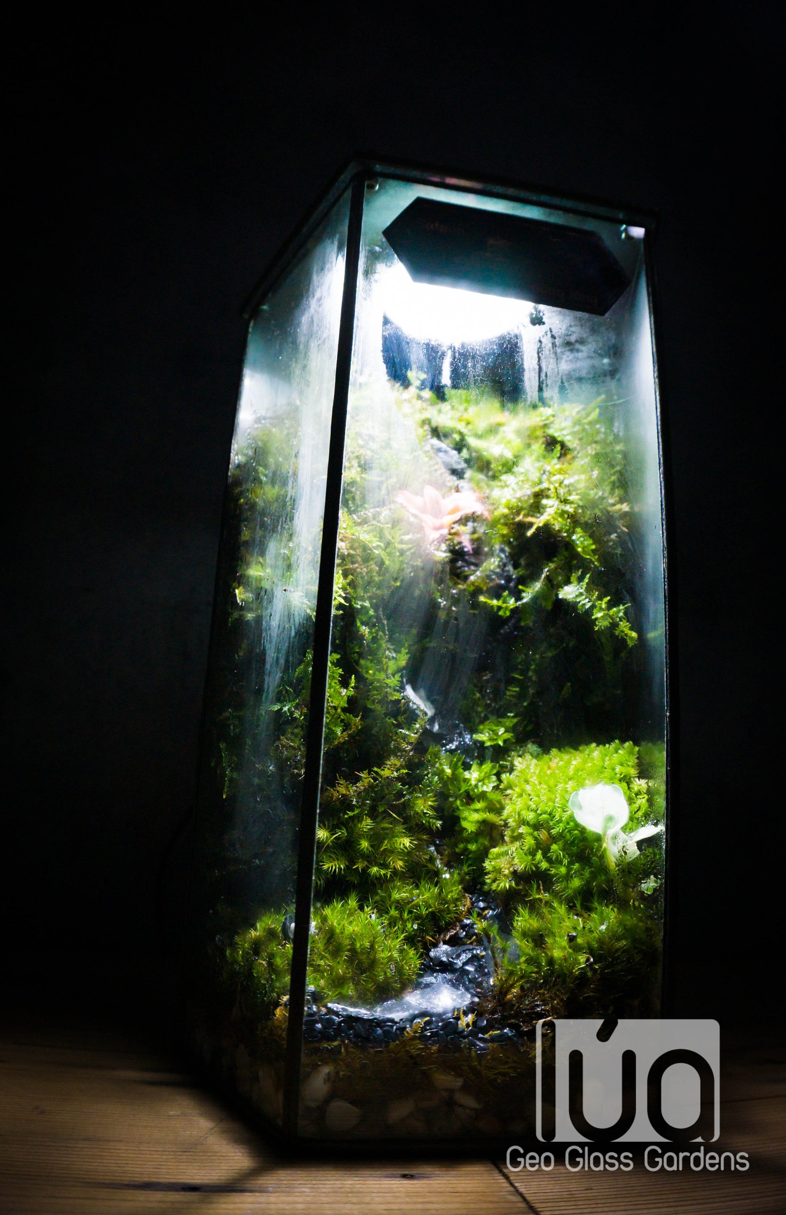 VAUBAN Castle - Stain Glass Terrarium, Ready to Fly (only Box, Plants ...