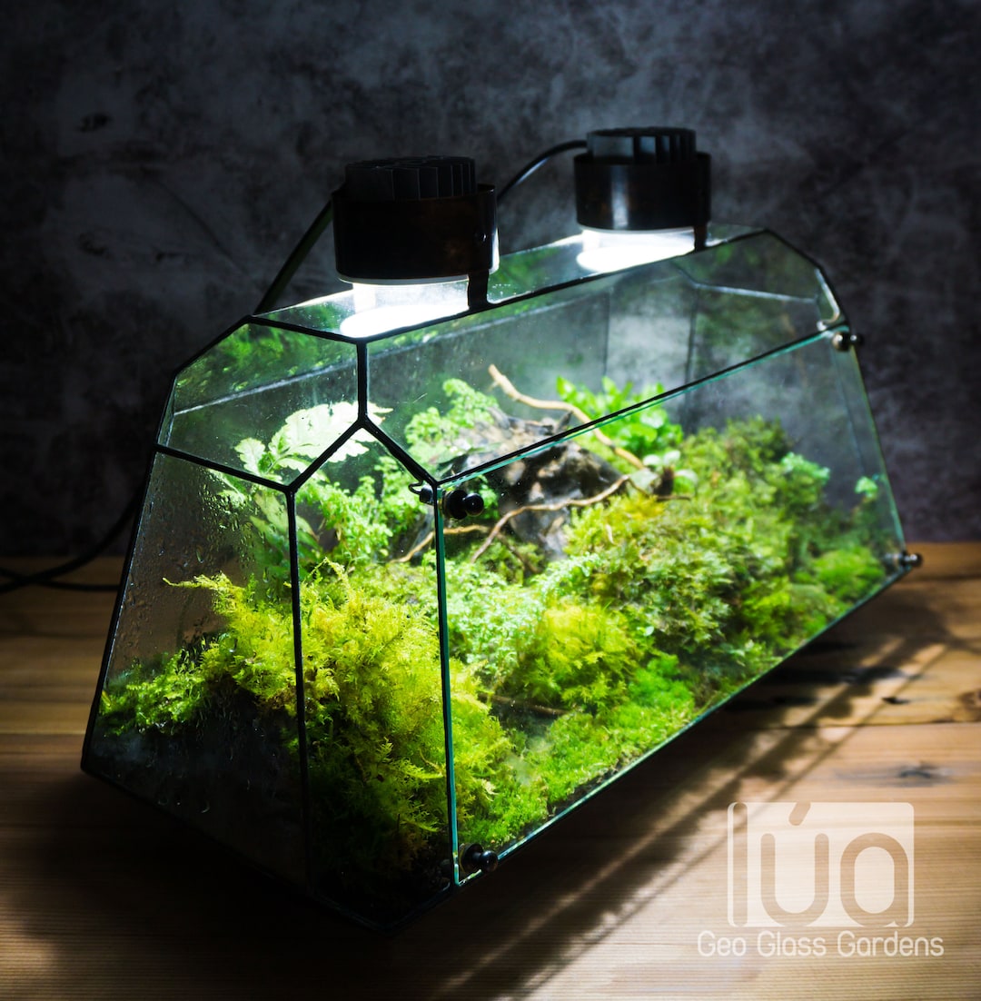 The Vulcan-x, Stain Glass Terrarium, International Exclusive by ...