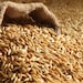 Basswood Farms Fresh Organic Barley 10 Pounds - Etsy Canada