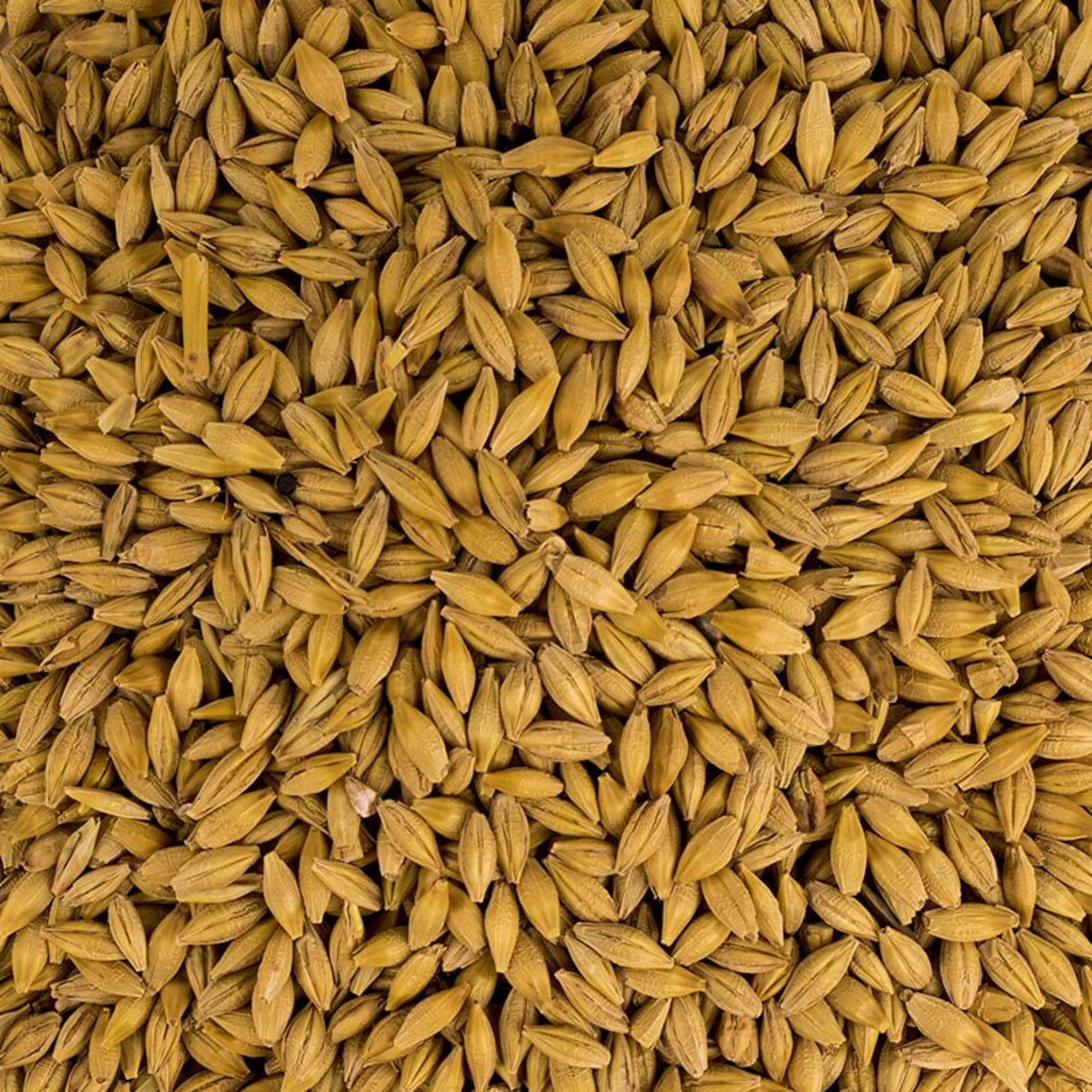 Basswood Farms Fresh Organic Barley 10 Pounds - Etsy Canada