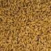 Basswood Farms Fresh Organic Barley 10 Pounds - Etsy Canada
