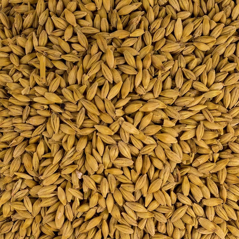 Basswood Farms Fresh Organic Barley 10 Pounds - Etsy Canada