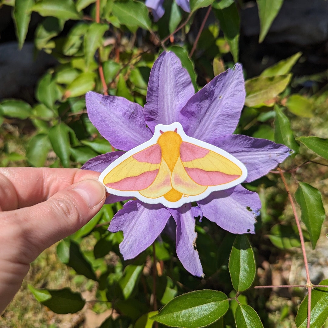 Rosy Maple Moth Sticker - Etsy