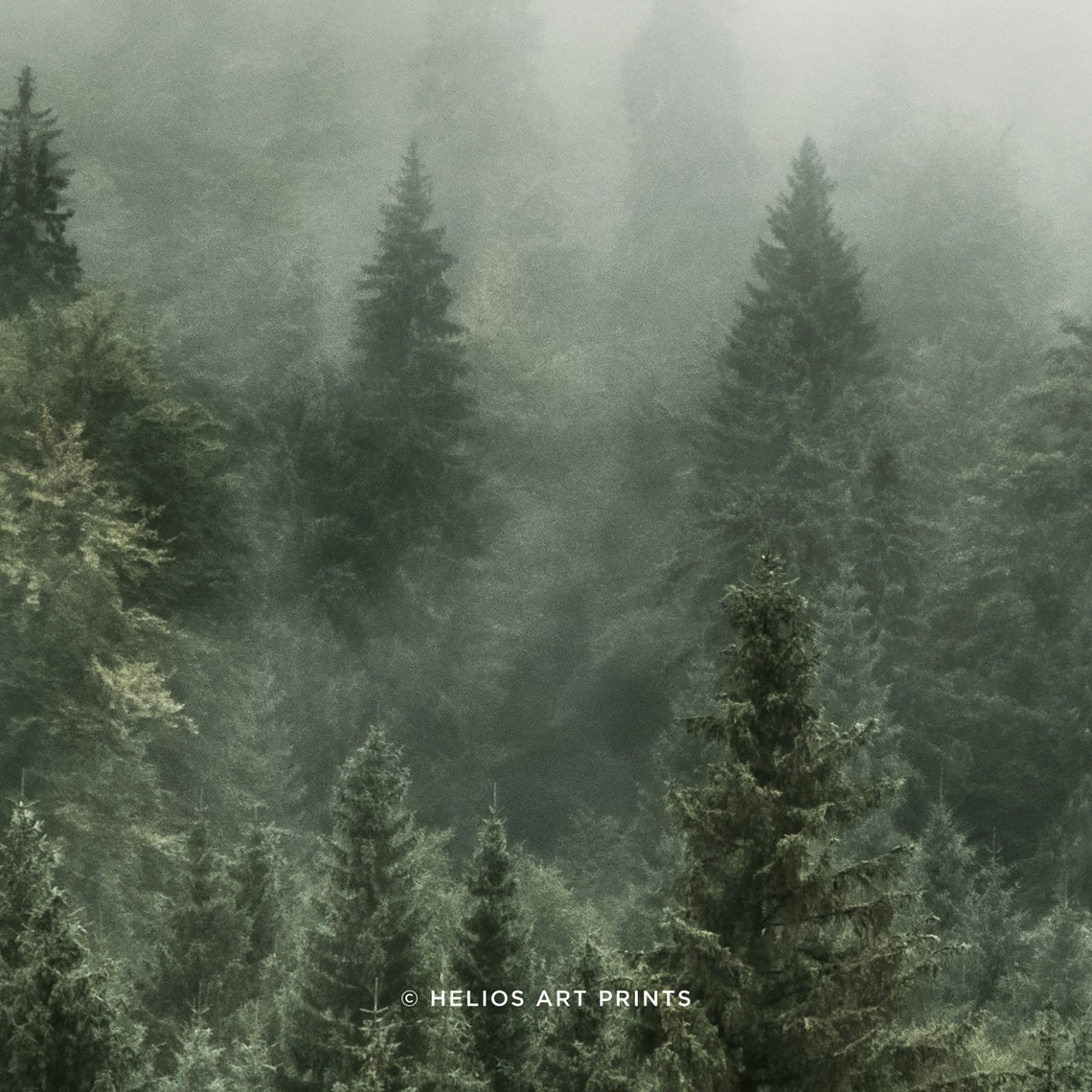 Deep Green Misty Forest Panoramic Wall Art. Green Pine Forest - Etsy