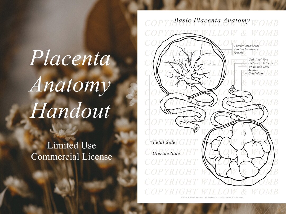 INSTANT DOWNLOAD Professional Use Coloring Page/ Handout Pregnancy ...