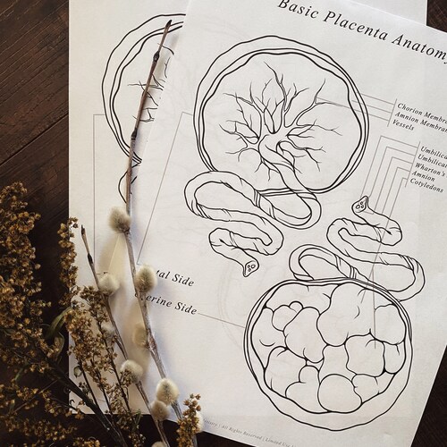 DIGITAL Labor and Birth Positions Poster/ Childbirth | Etsy Australia