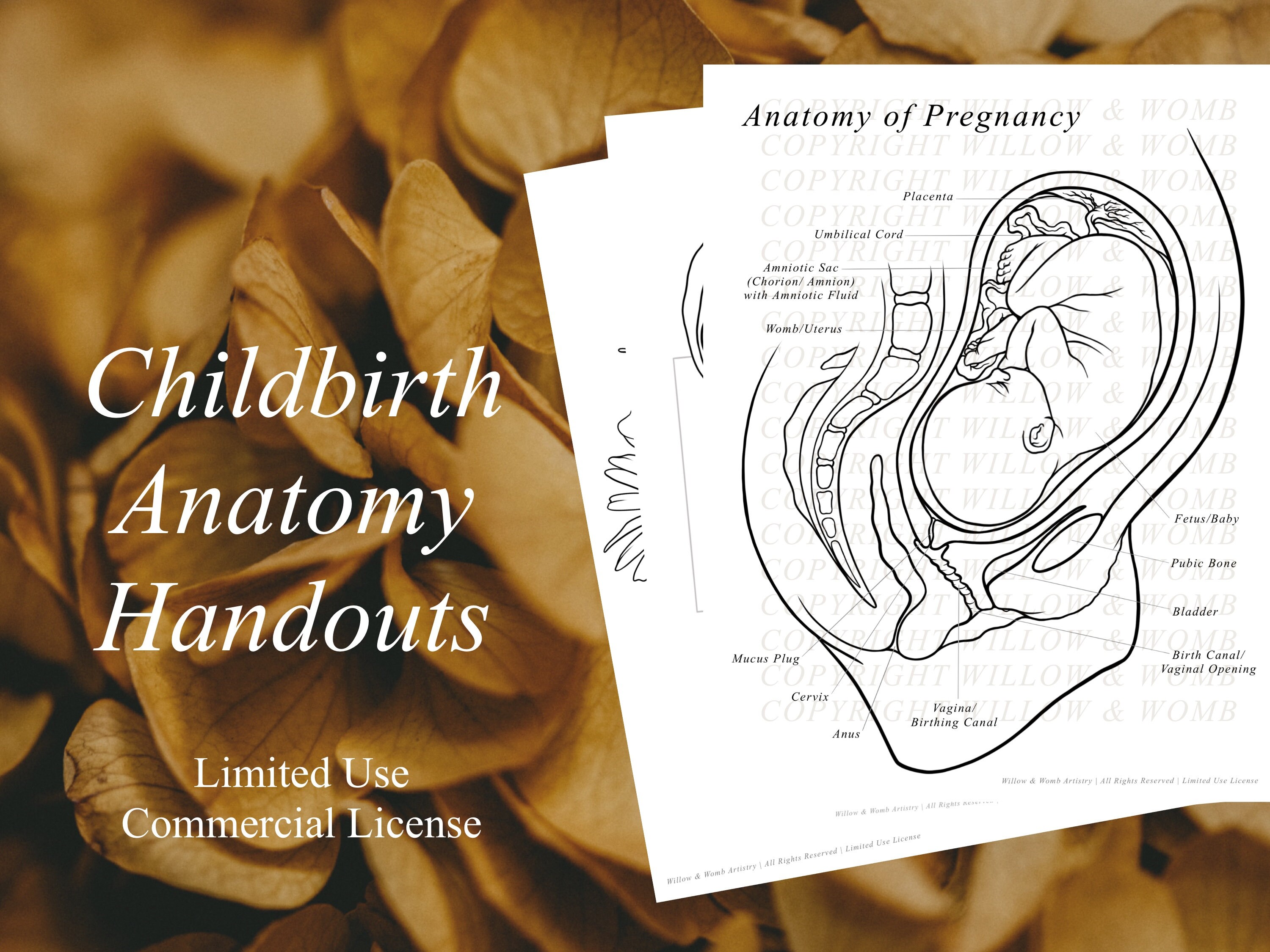 Value Anatomy Bundle INSTANT DOWNLOAD Handouts for - Etsy