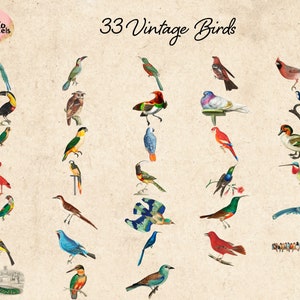 33 Vintage Bird Clipart: Antique Peacock, Cardinal, Owl PNG (commercial ...