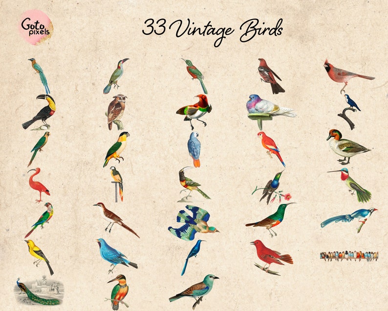 33 Vintage Birds Clipart Antique Bird Clipart Peacock | Etsy