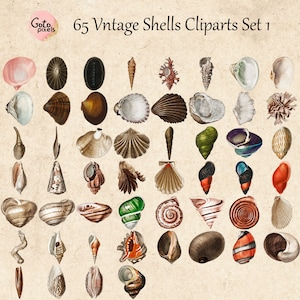 65 Vintage Seashells, Printable Vintage Sea Shell PNG Files, Seashell ...