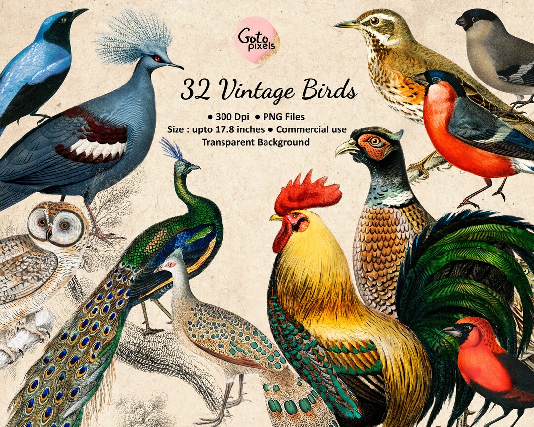 32 Vintage Birds Clipart, Antique Bird Clipart, Peacock Clipart, Bird ...
