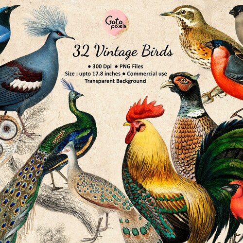 32 Vintage Birds Clipart Antique Bird Clipart Peacock - Etsy