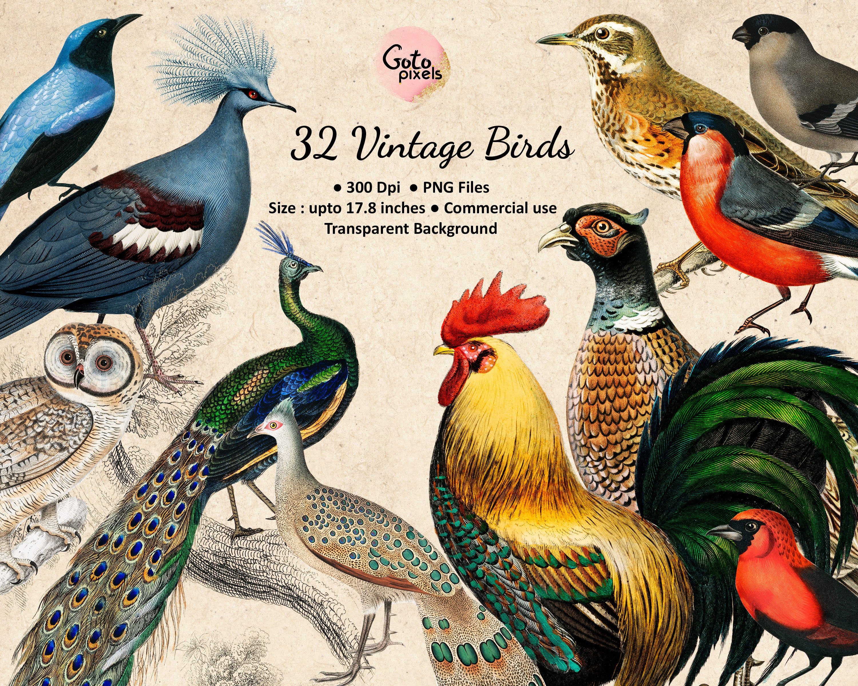 Vintage Bird Clip Art