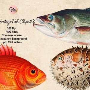 Fish Clipart, Fishing Clipart, Nautical Clipart, Fish Digital Download ...