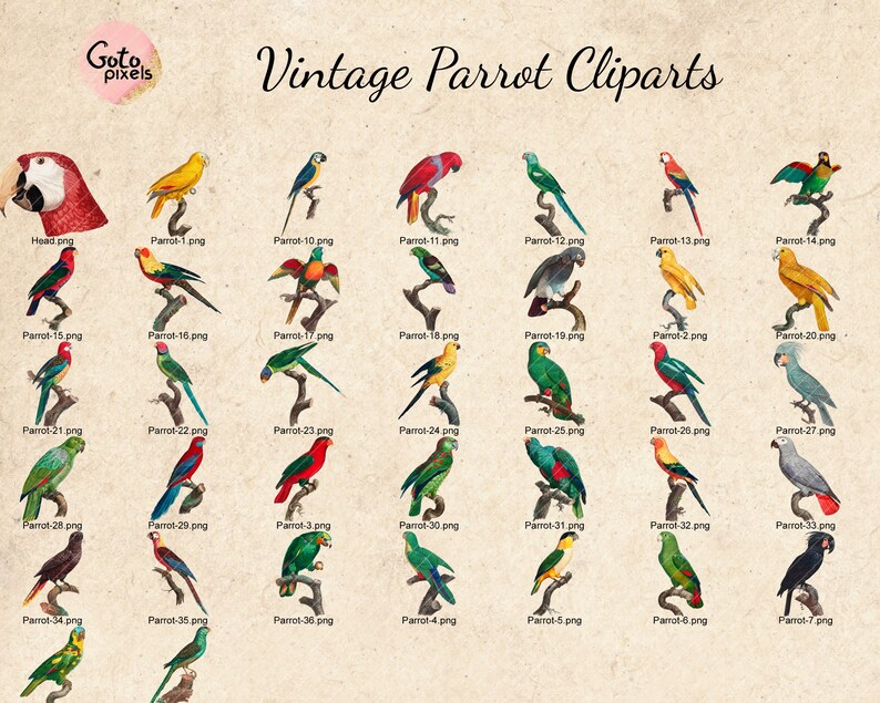 Vintage Birds Clipart Images of Birds Digital Download PNG | Etsy