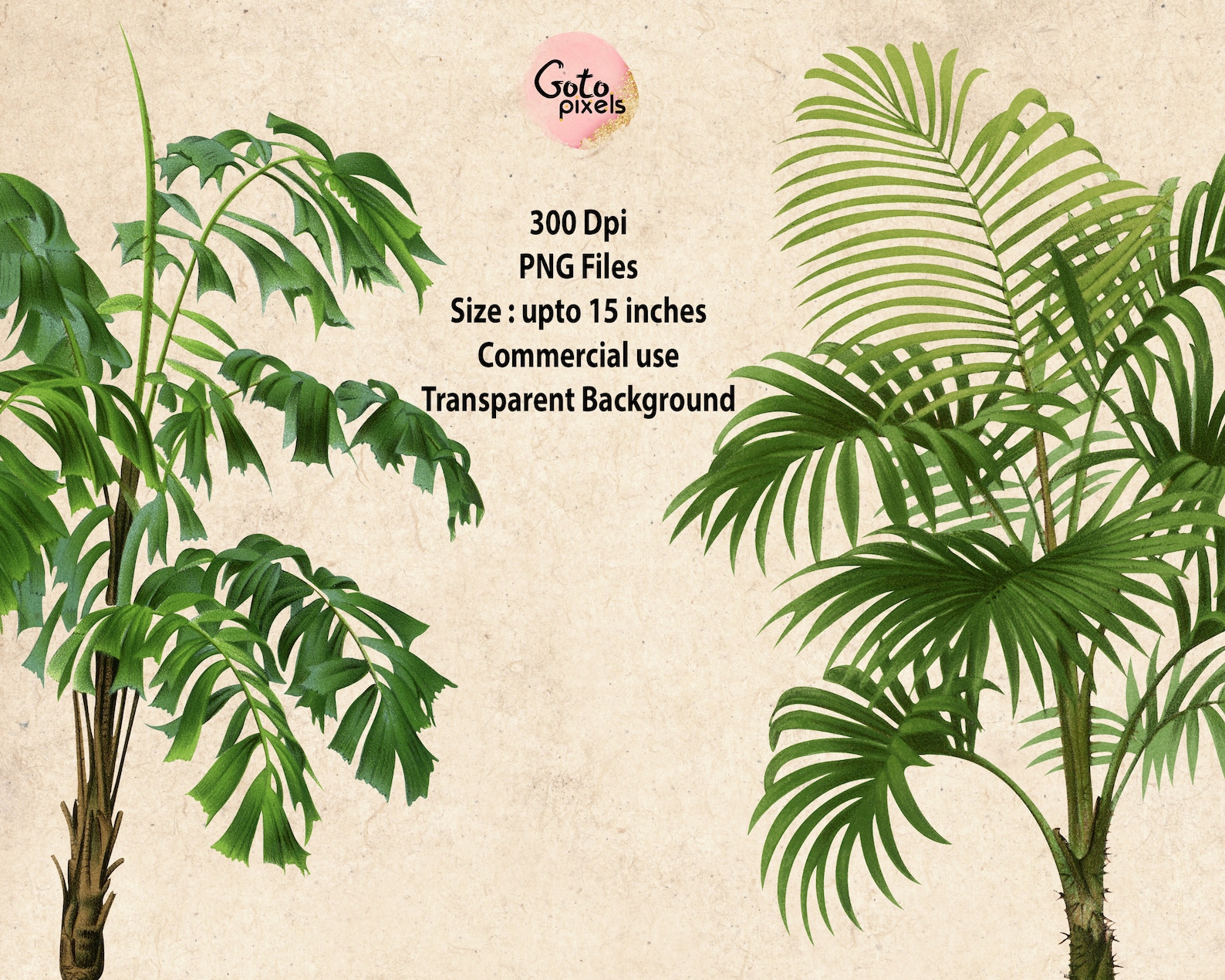 15 Vintage Tropical Trees Clipart Palm Trees PNG Beach - Etsy